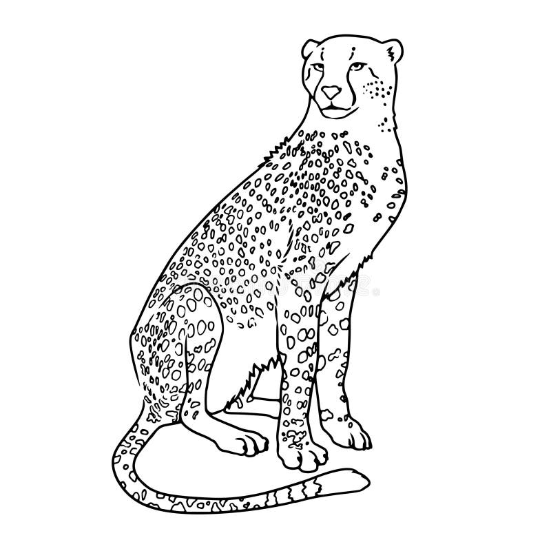 Vector Hand Drawn Cheetah Sitting Outline Illustration Stock Vector ...