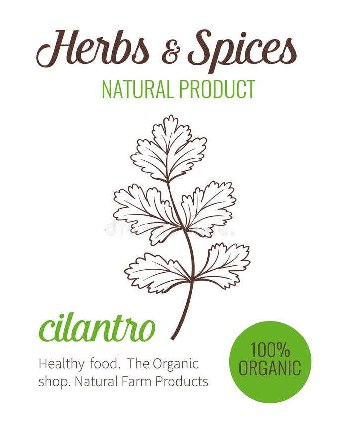 Cilantro Stock Illustrations – 9,474 Cilantro Stock Illustrations ...