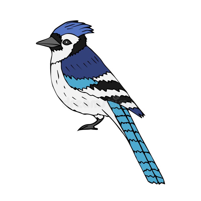 Vector Hand Drawn Colored Blue Jay Bird Stock Vector - Illustration of ...