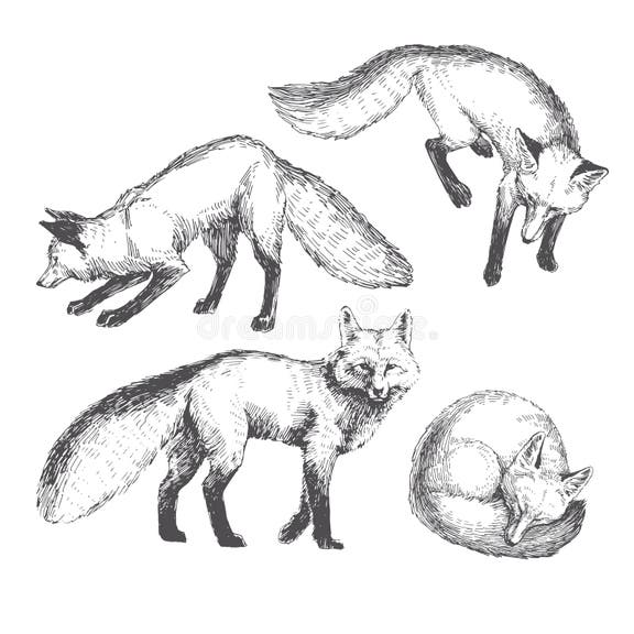 Sleeping Fox Sketch Stock Illustrations 241 Sleeping Fox Sketch Stock Illustrations Vectors