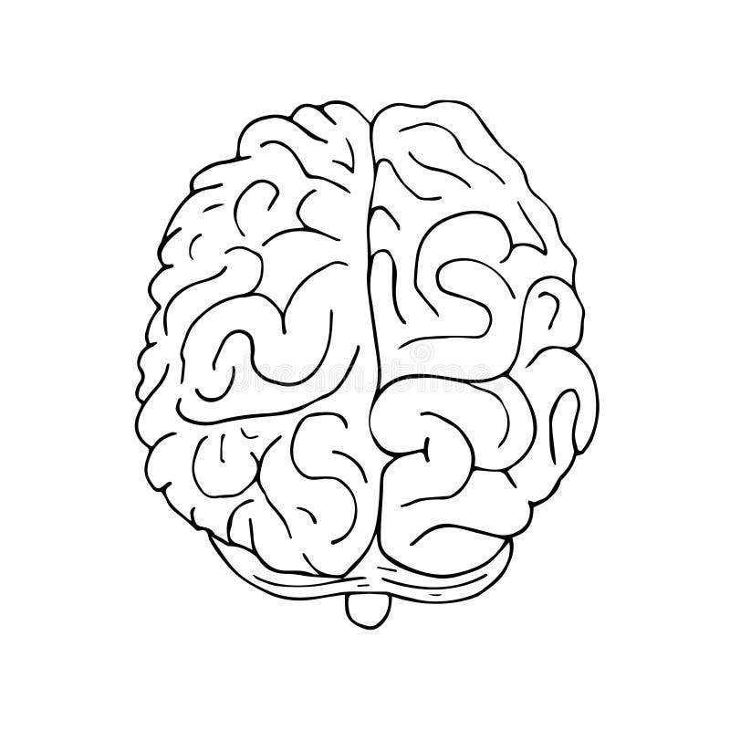 Vector Hand Drawn Doodle Sketch Brain Stock Vector - Illustration of ... Vector Hand Drawn Doodle Sketch Brain Stock Vector - Illustration of ...
