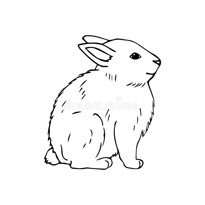 Vector Hand Drawn Doodle Sketch Bunny Rabbit Stock Vector ...