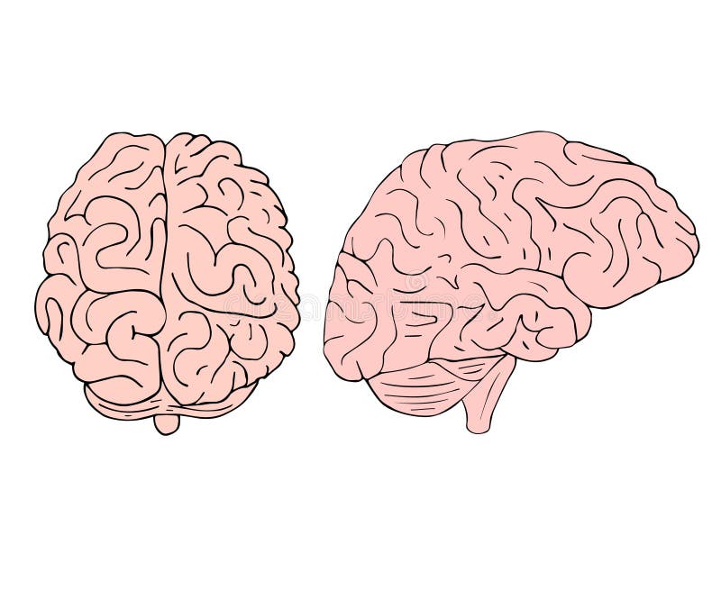 Vector Hand Drawn Colored Human Brain Stock Vector - Illustration of ...