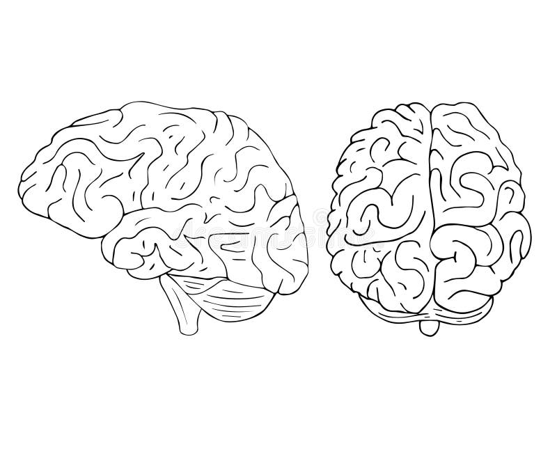 Vector Hand Drawn Doodle Sketch Human Brain Stock Illustration ...