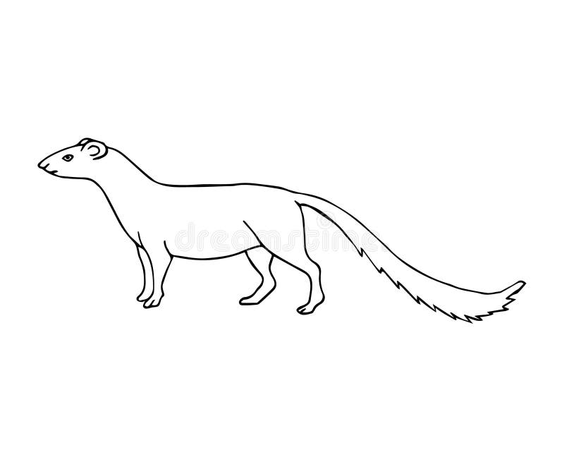 Mongoose. Sketch by Hand. Pencil Drawing by Hand. Vector Image Stock ...