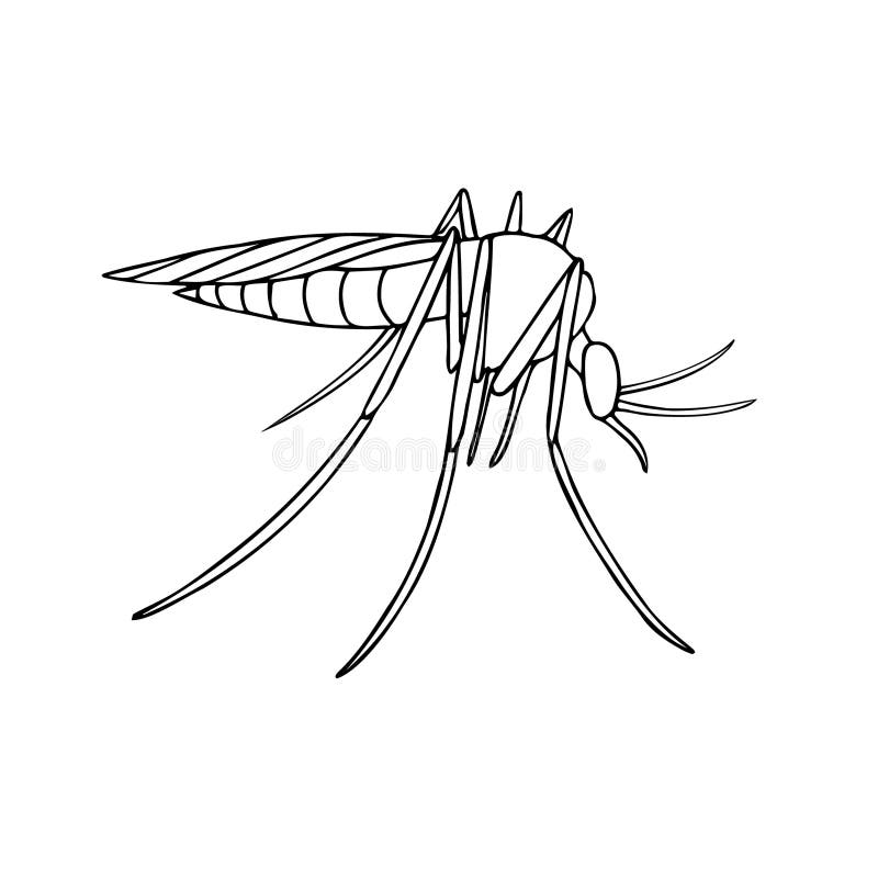 Vector Hand Drawn Doodle Sketch Outline Mosquito Stock Vector - Illustration of pest, background ...