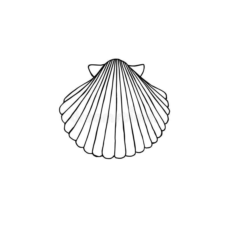 Sketch of a sea shell stock illustration. Illustration of sketch - 43007087