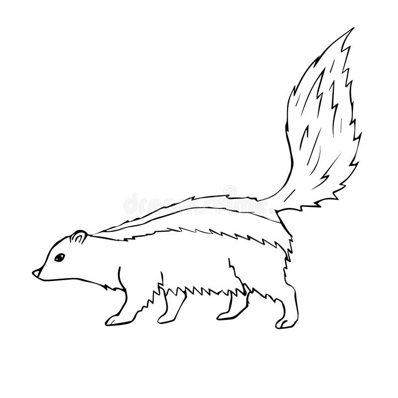 Skunk Outline Skunk Outline Royalty Free Images, Stock Photos