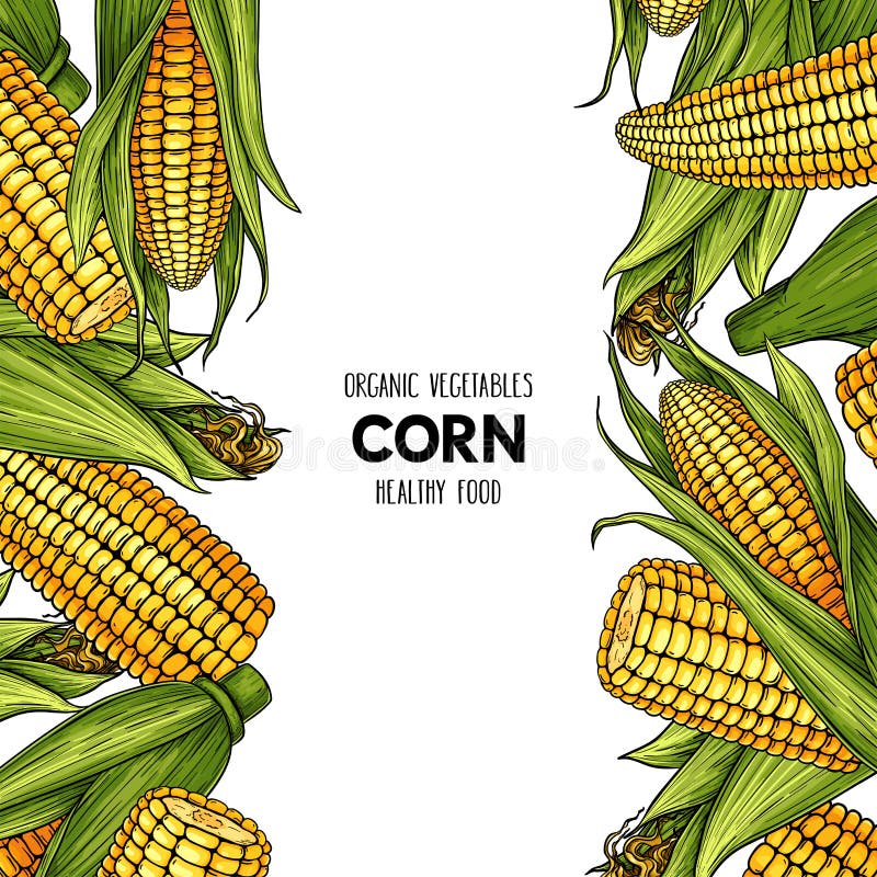 Vector Hand Drawn Frame with Organic Corn Cobs Stock Vector ...