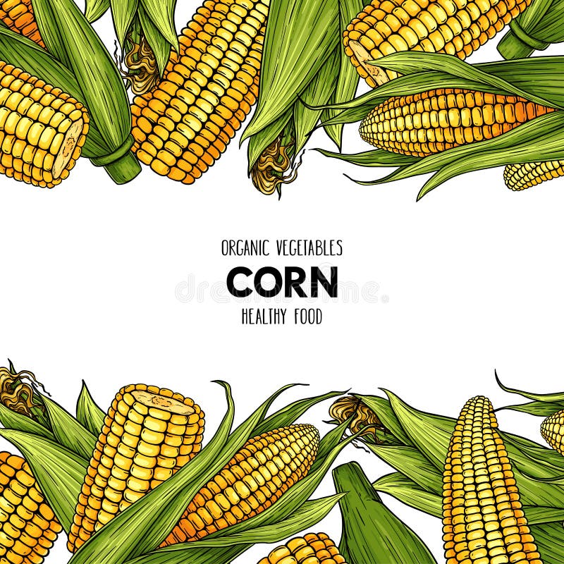Vector Hand Drawn Frame with Organic Corn Cobs Stock Vector ...