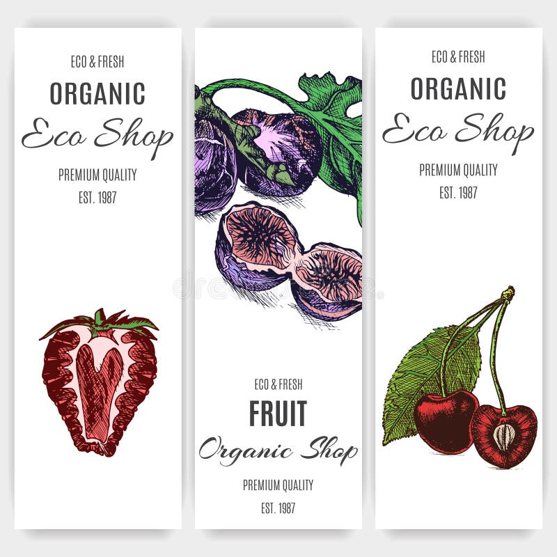 Vector Banner Fruit. for Eco Shop. Stock Illustration - Illustration of ...