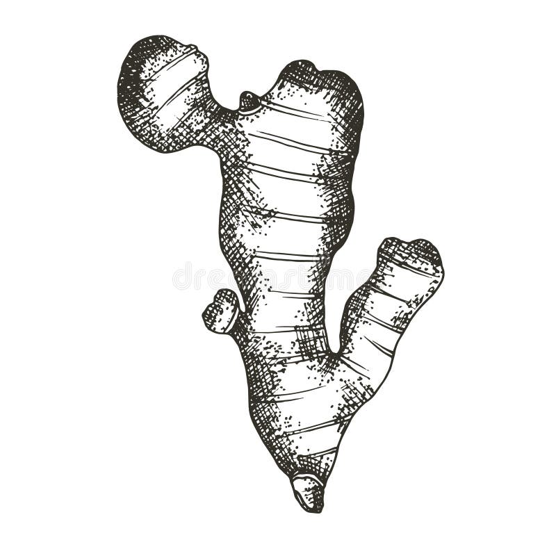 Vector Hand-drawn Ginger Illustration. Sketch of Ginger Root. the Style ...