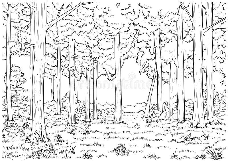 Vector Hand Drawn Habitat Dry Forest Outline Illustration Stock Vector ...