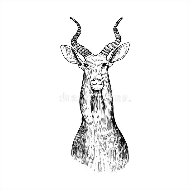 Vector Hand Drawn Head of Antelope Stock Vector - Illustration of horn ...