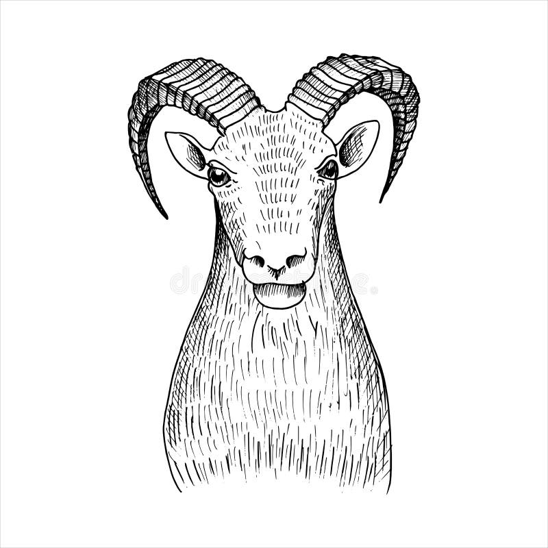 Mutton Stock Illustrations – 5,552 Mutton Stock Illustrations, Vectors ...