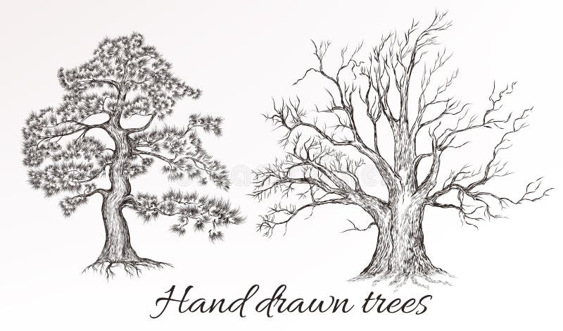 Vector Hand Drawn High Detailed Trees for Design Stock Vector ...