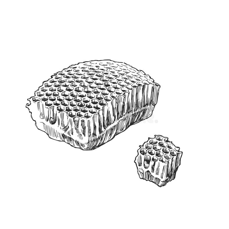 Vector Hand-drawn Illustration of Honeycomb. Black and White Sketch of ...