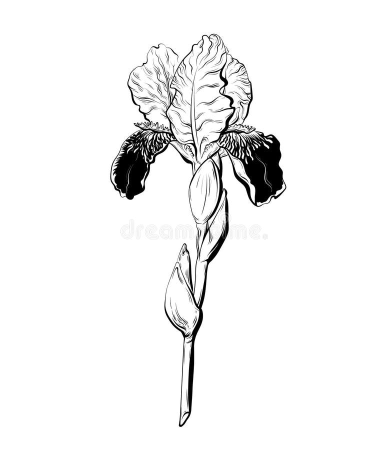 Vector Hand Drawn Illustration of Iris Isolated. Stock Vector ...