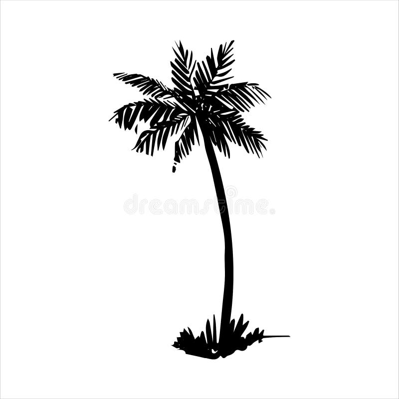 Vector Hand Drawn Illustration of Tropical Palm Tree Stock Vector ... Vector Hand Drawn Illustration of Tropical Palm Tree Stock Vector ...