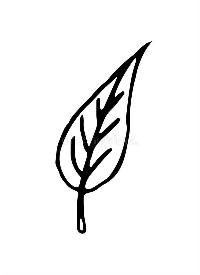 Vector Hand Drawn Illustration of Plant Leaf in Doodle Style. Empty ...