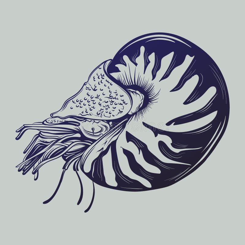 Vector Hand Drawn Illustration of Shellfish Nautilus in Realistic Style ...