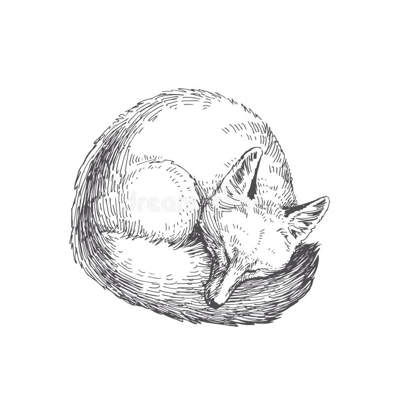 Sleeping Fox Sketch Stock Illustrations – 212 Sleeping Fox Sketch Stock ...