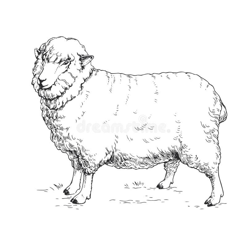 Vector Hand Drawn Illustration of a White Sheep Staying on the Ground ...
