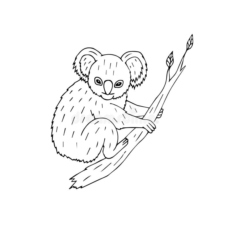 Vector Hand Drawn Koala on Tree Branch Stock Illustration ...