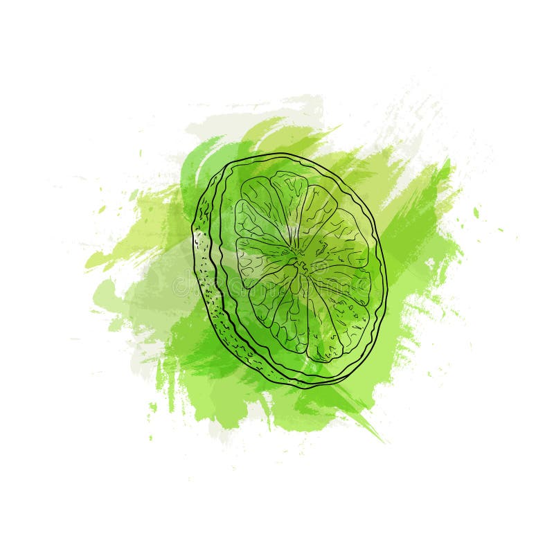 Vector Hand Drawn Lime on Bright Green Watercolor Splash Background ...