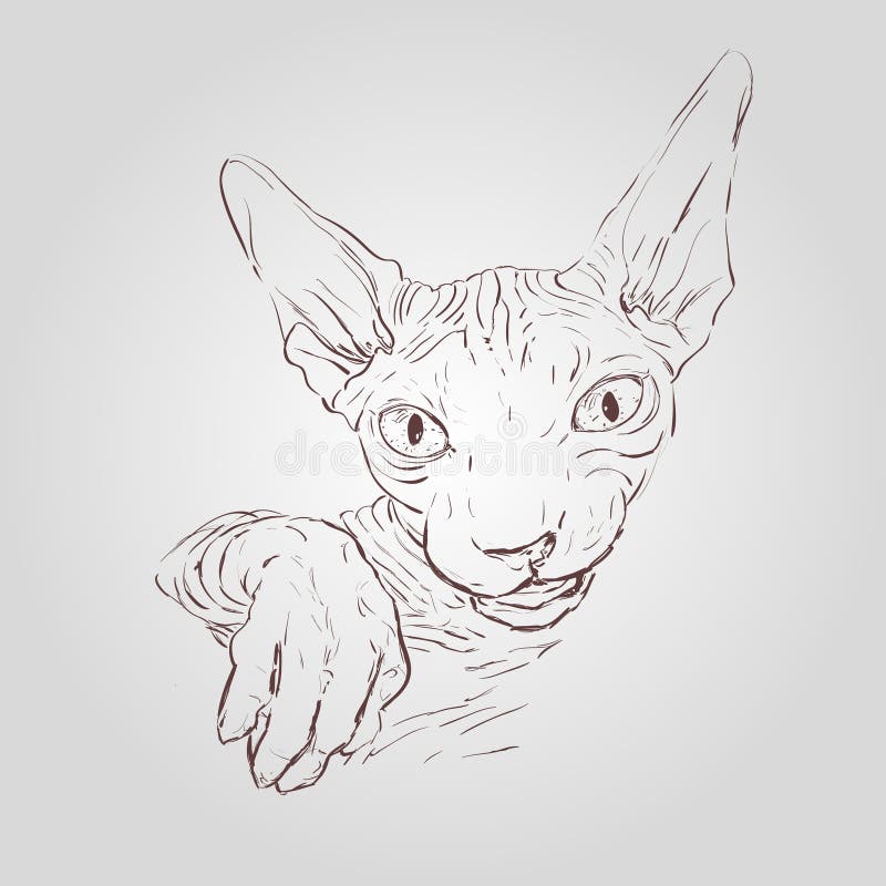 Cat Portrait. Hand Drawn Tattoo Illustration.Sphynx Cat. Stock Photo ...