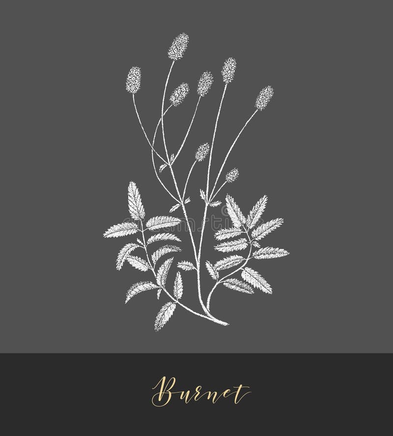 Vector burnet herb. stock vector. Illustration of common - 134699413
