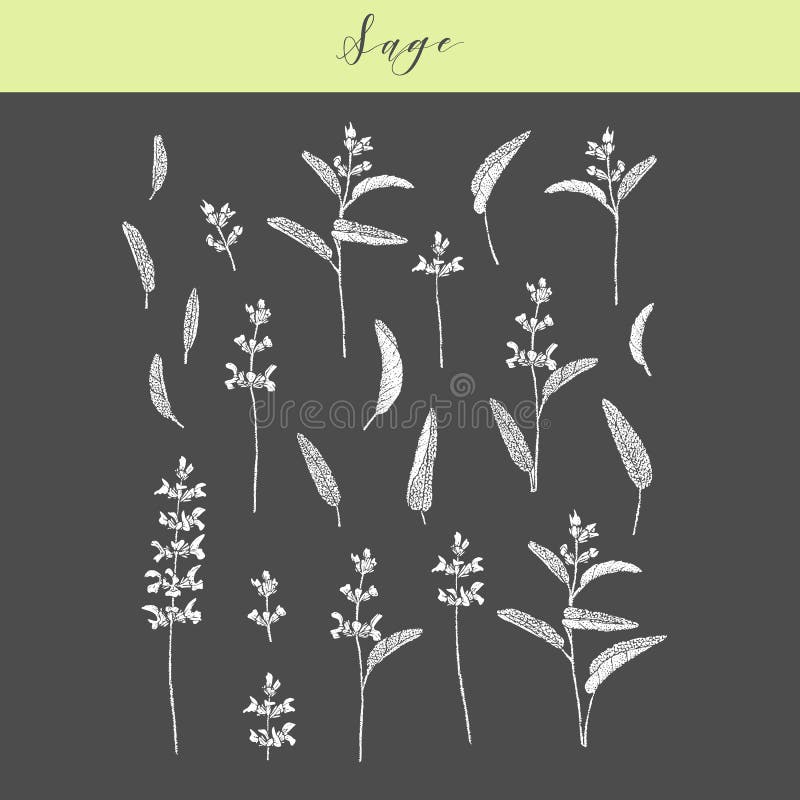 Vector sage plant. stock vector. Illustration of holistic - 134699368