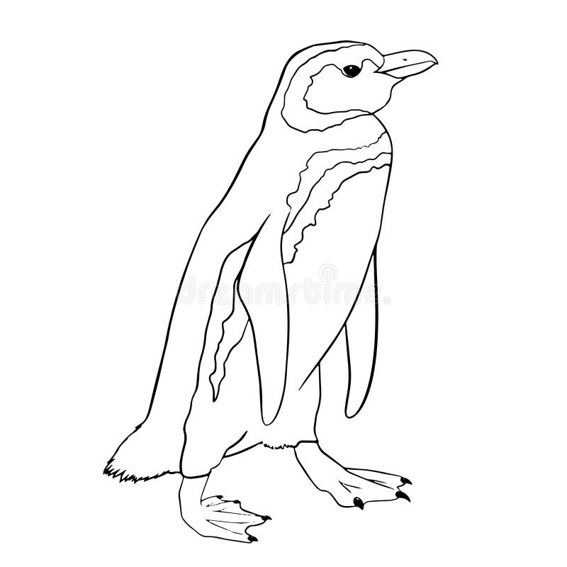 Vector Hand Drawn Penguin Outline Illustration for Coloring Stock ...