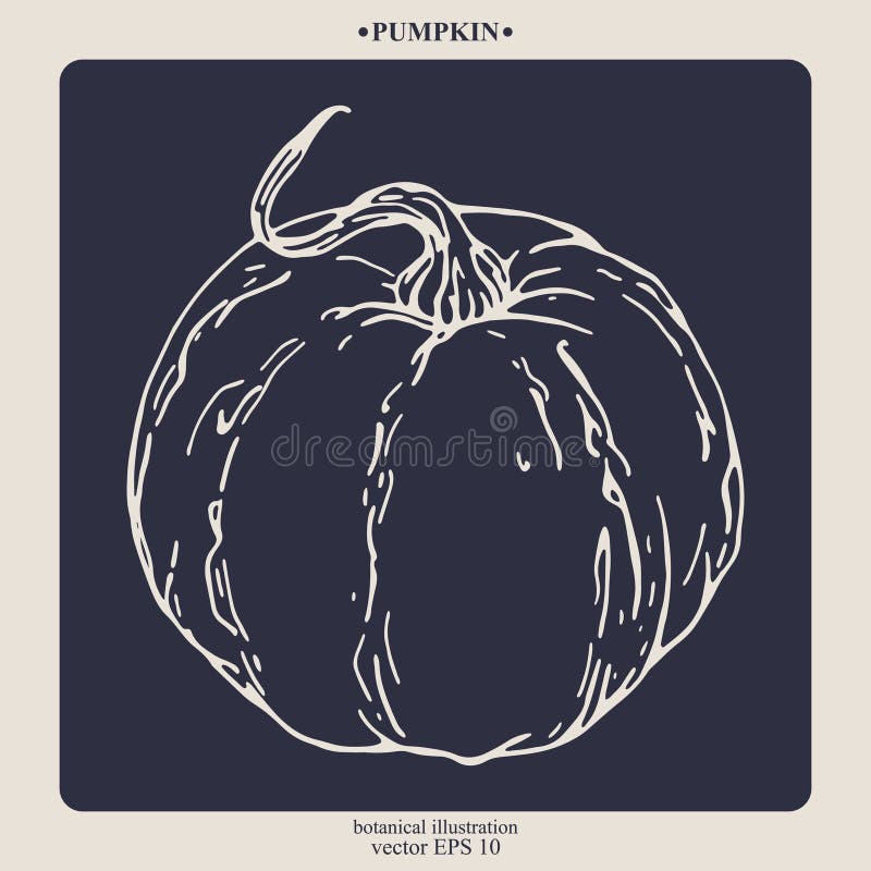 Vector hand drawn Pumpkin stock illustration. Illustration of sketch ...