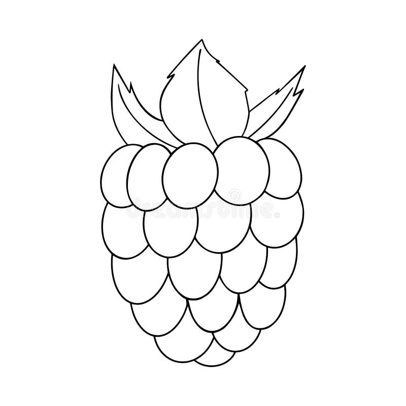 Vector Hand Drawn Raspberry Outline Doodle Icon. Raspberry Sketch ...