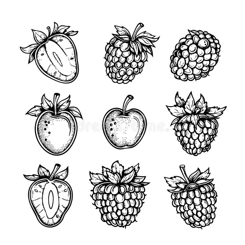 Vector of Hand Drawn Raspberry Stock Vector - Illustration of tasty ...