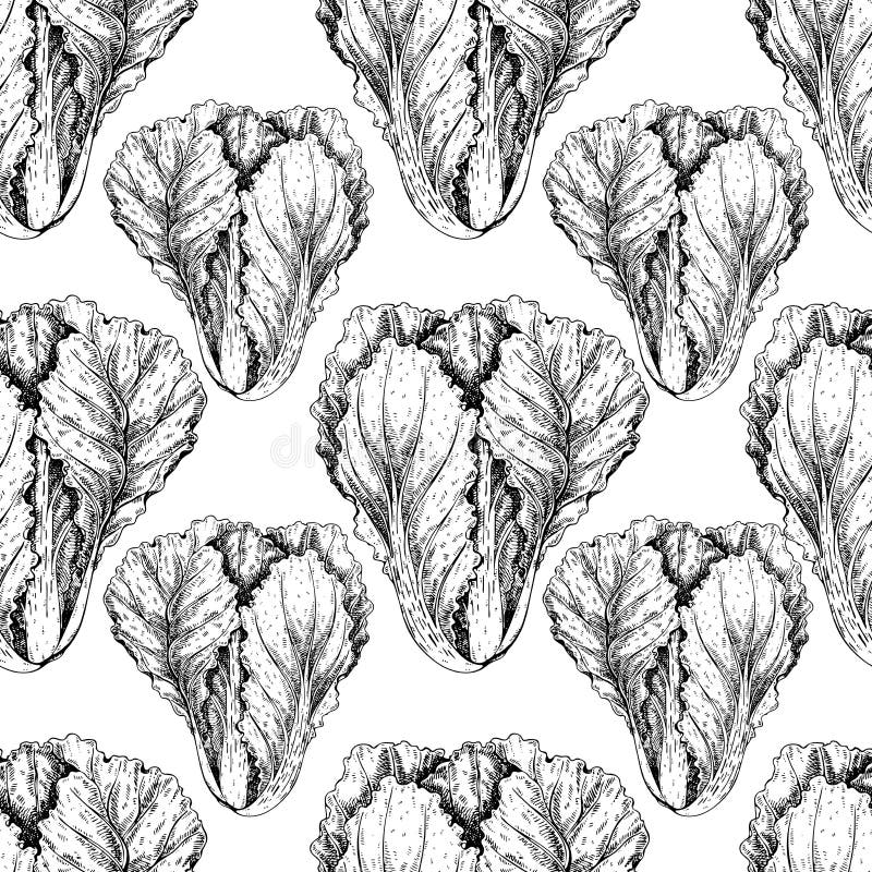 Pattern Chinese Cabbage Leaf Stock Illustrations – 345 Pattern Chinese ...
