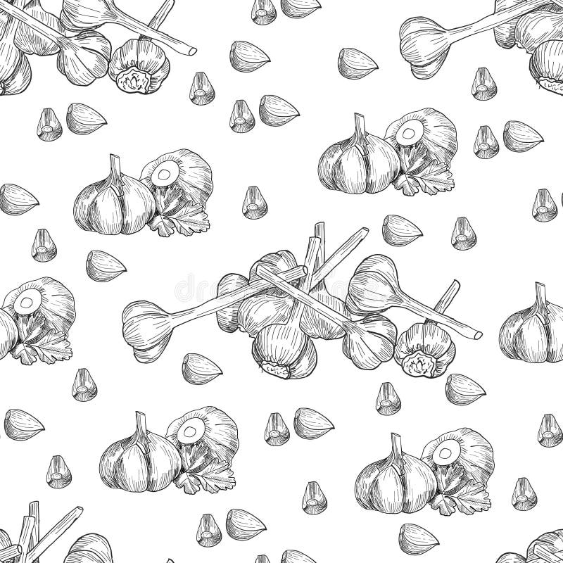 Vector Hand Drawn Seamless Pattern of Garlic. Stylized Black and White ...
