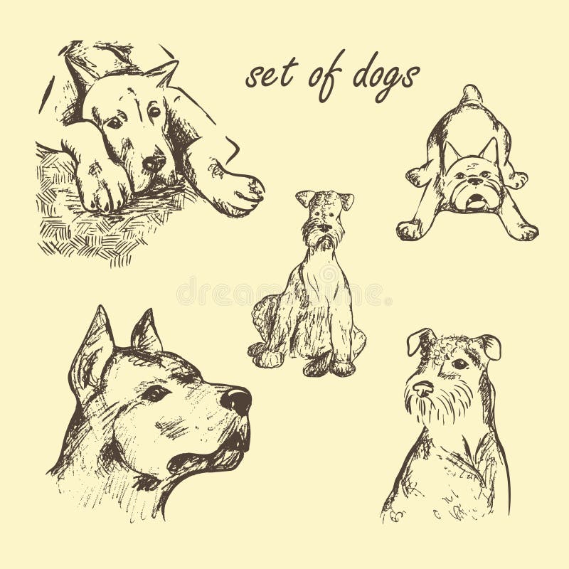 Vector Hand Drawn Set of Dogs Stock Vector - Illustration of breed ...
