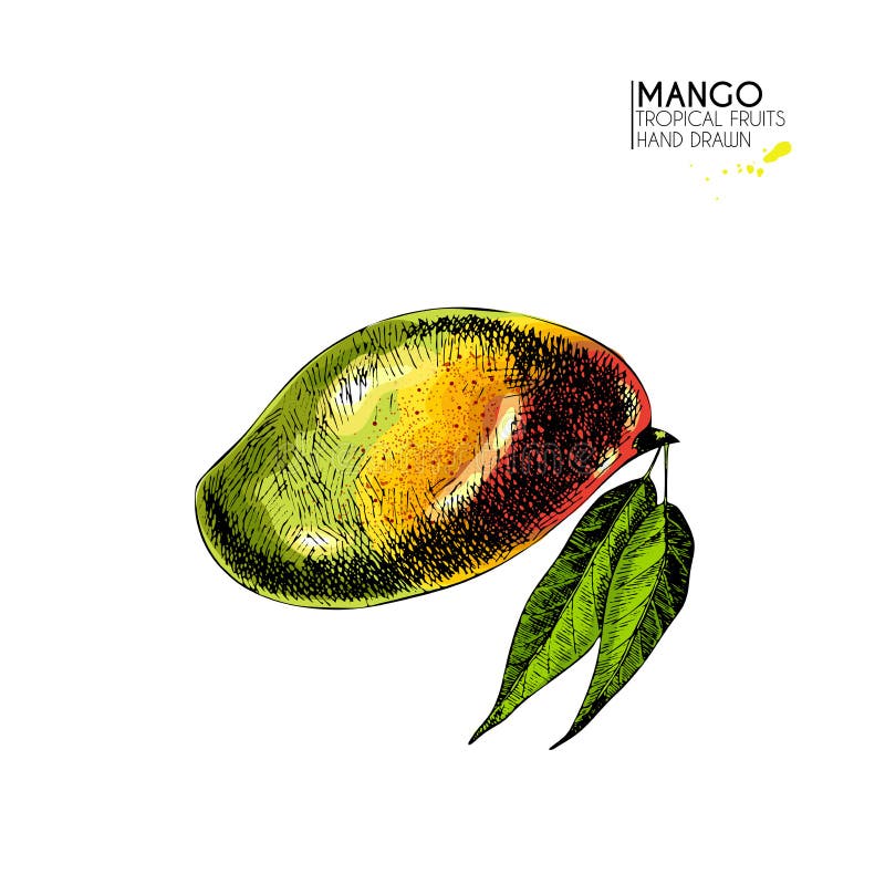 Vector Hand Drawn Set of Exotic Fruits. Ioslated Mango. Engraved ...
