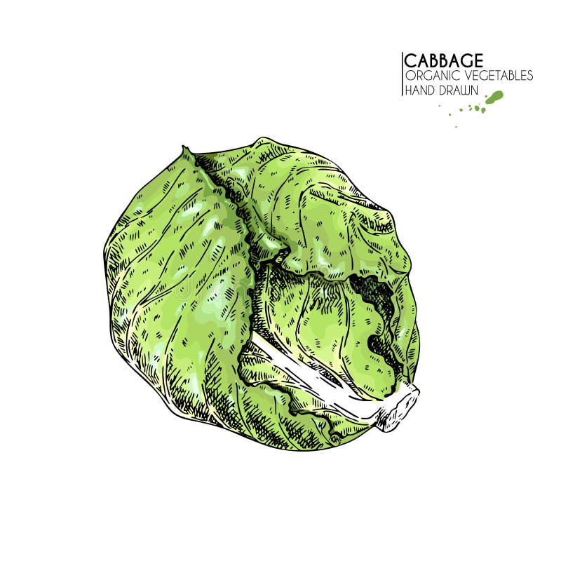 Vector Hand Drawn Set of Farm Vegetables. Isolated Cabbage. Engraved ...