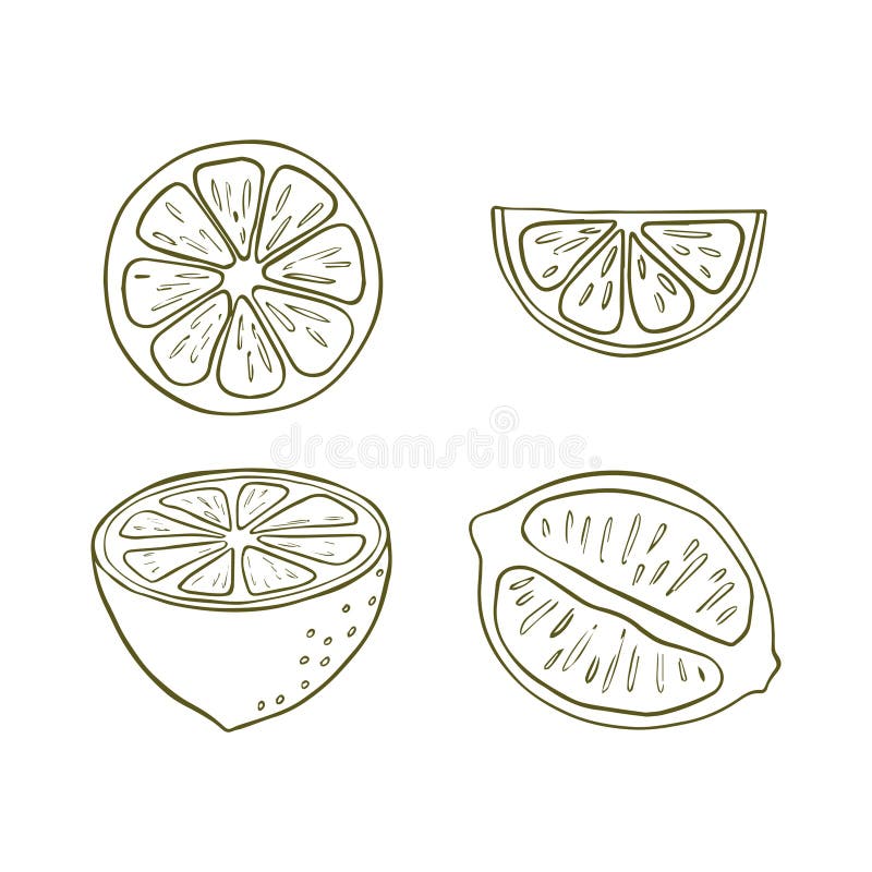 Vector Hand-drawn Set of Lemons. Whole Lemon, Cut into Pieces, Half ...