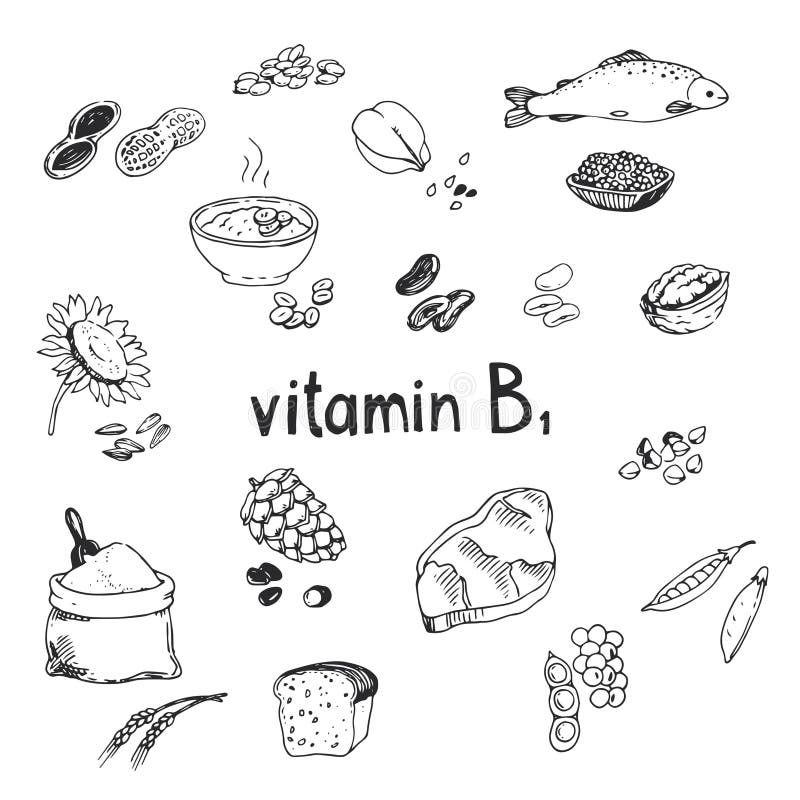 Vector Hand Drawn Set Of Vitamin B1 Source Foods Dietetic Organic