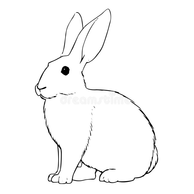 Vector Hand Drawn Sitting Rabbit Outline Illustration Stock Vector ...