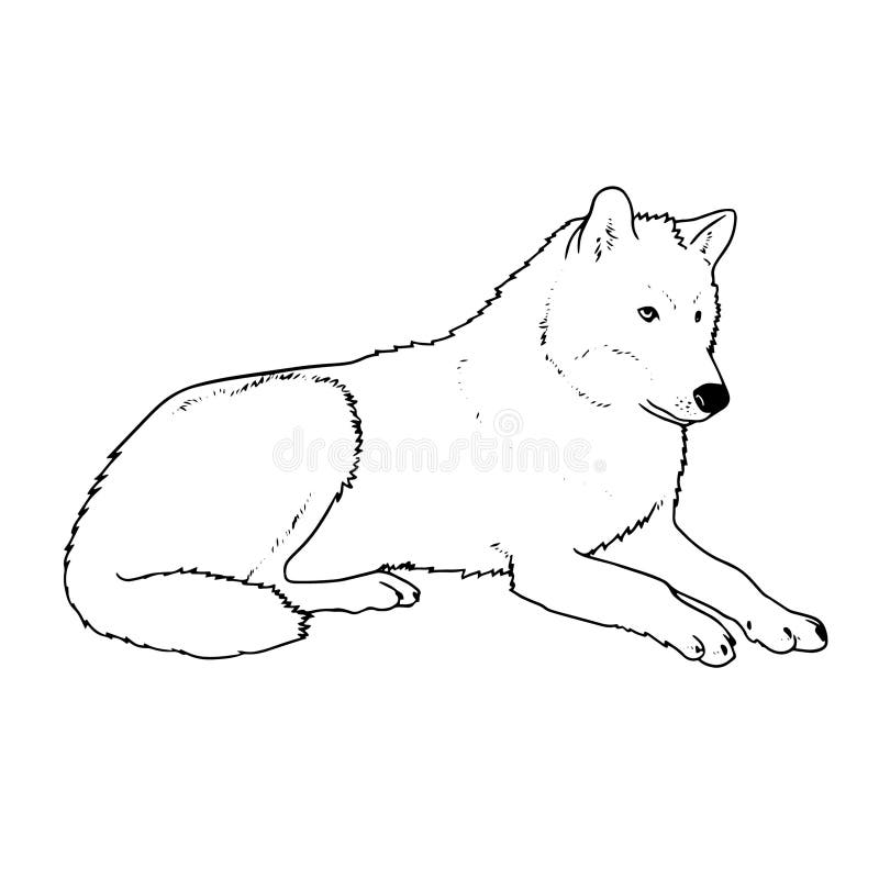 Vector Hand Drawn Sitting Wolf Outline Illustration Stock Vector ...
