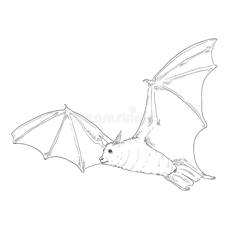 Vector Hand Drawn Sketch Bat Stock Vector - Illustration of monster ...