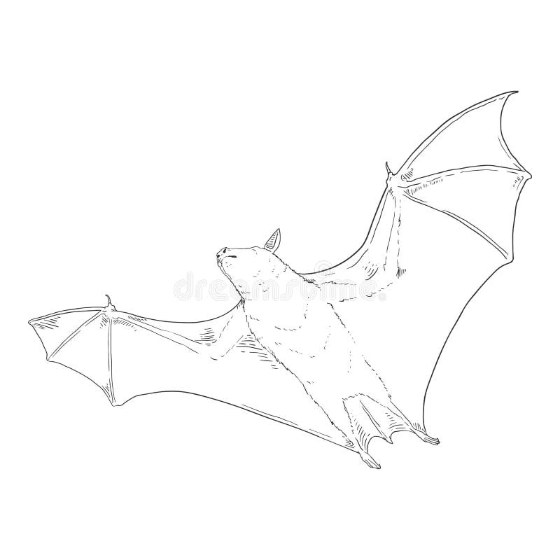 Vector Hand Drawn Sketch Bat Stock Vector - Illustration of october ...