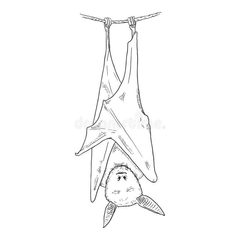 Vector Hand Drawn Sketch Bat Illustration Stock Vector - Illustration ...