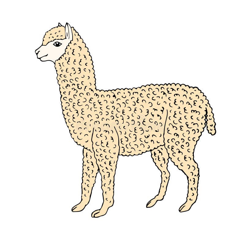 Alpaca Sketch Stock Illustrations – 1,262 Alpaca Sketch Stock ...