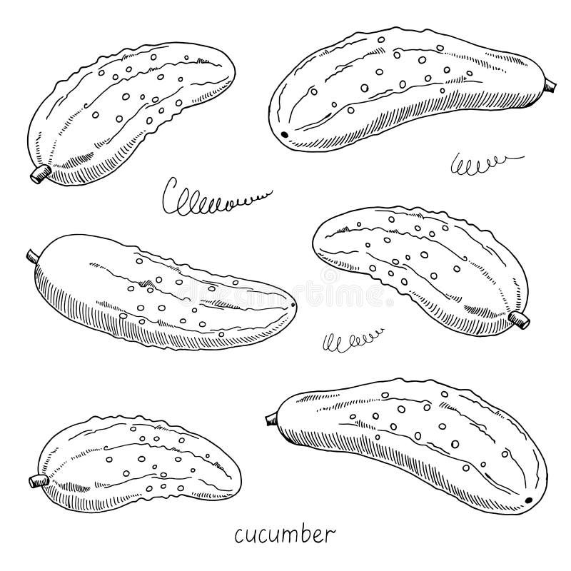 Cucumber Hand Drawn Collection By Ink And Pen Sketch. Stock Vector ...